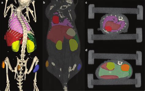 interactive organ segmentation based on whole body μct data a d a download scientific