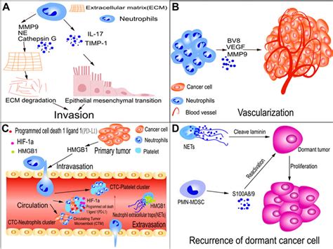 Frontiers Roles Of Tumor Associated Neutrophils In Tumor Metastasis