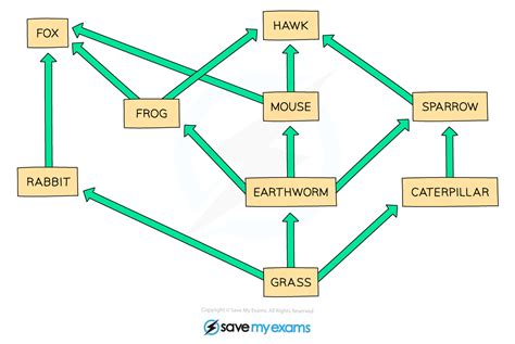 Edexcel Igcse Biology Double Science Food Webs