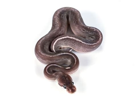 Gargoyle Phantom Yellow Belly Morph List World Of Ball Pythons