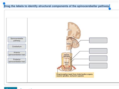Drag The Labels Onto The Diagram To Identify Structural CCB