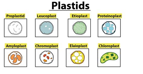 The Proplastids Forms A Colourless Plastid Called AsA AmyloplastsB