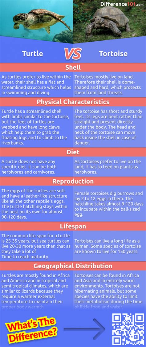 Turtle Vs Tortoise 7 Key Differences Pros Cons Similarities