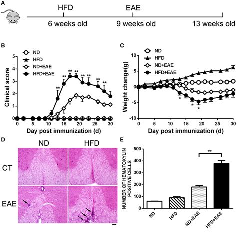 Frontiers Obesity Promotes EAE Through IL 6 And CCL 2 Mediated T