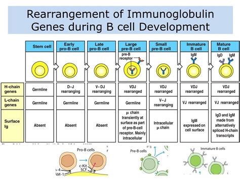 PPT B Cell Generation Activation And Differentiation PowerPoint