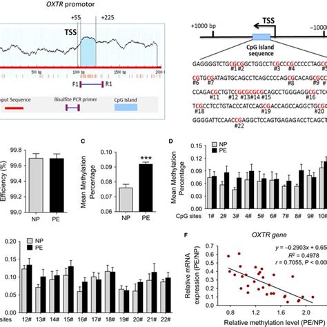 Expression Of OXTR In Human Placental Vessels AD The Protein And