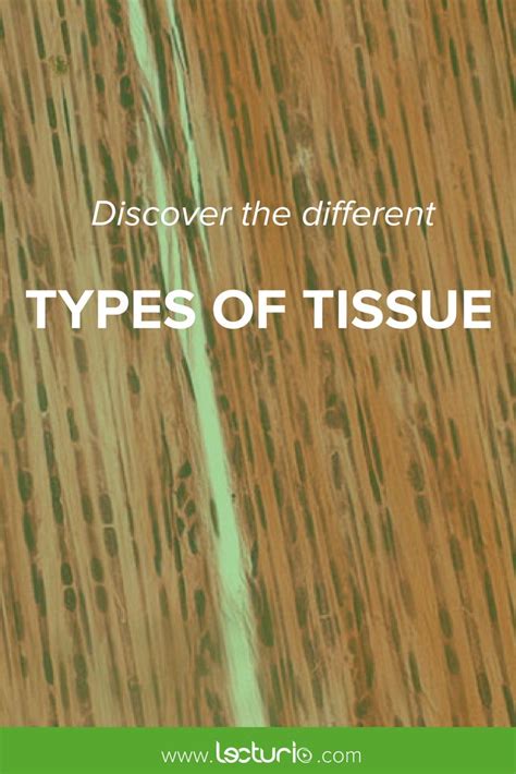 Adipose Tissue Histology Concise Medical Knowledge Tissue Types