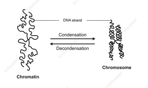 Chromatin