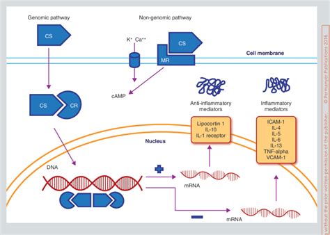 Cellular Mechanism Of Action Of Corticosteroids In The Inhibition Of