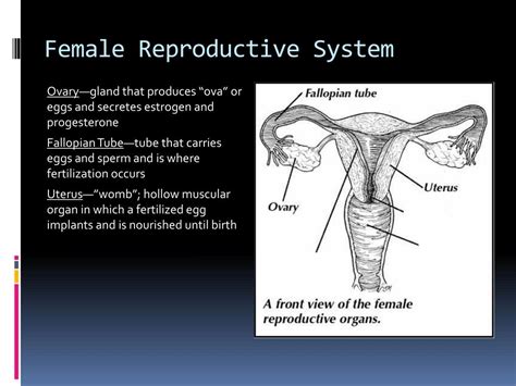 Ppt Human Reproduction Powerpoint Presentation Free Download Id1963385