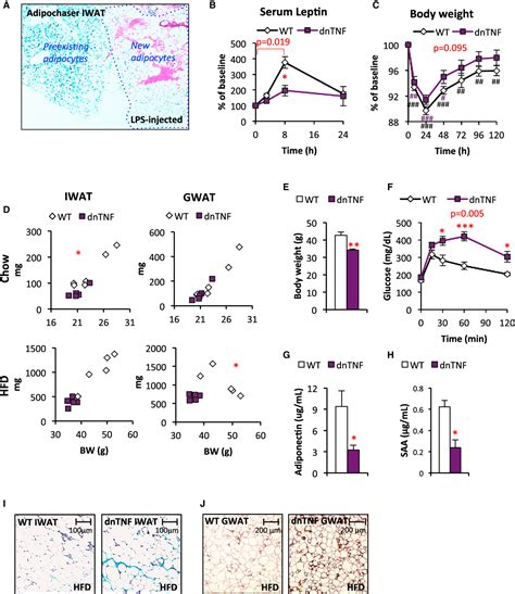 Figure 1 From Adipocyte Inflammation Is Essential For Healthy Adipose