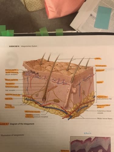 Ap1 Lab Practicle 2 Integumentary System Flashcards Quizlet