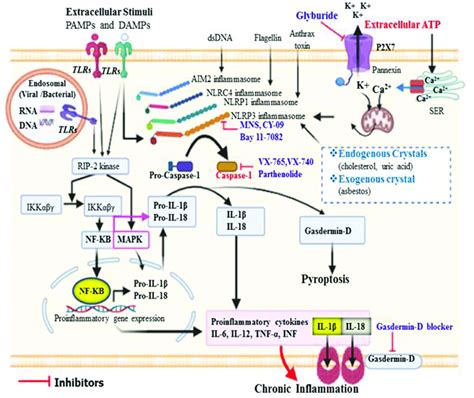 Activation Of Caspase 1 And Its Role In The Initiation Of Inflammation Download Scientific