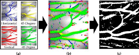 figure 1 from vein pattern verification and identification based on local geometric invariants