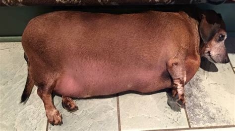 Fat Vincent Is An Obese Dachshund Whos On A Legendary Weight Loss Journey Mashable