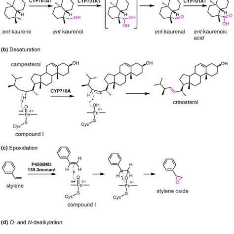A Brassinosteroid BR Biosynthesis Pathway In Arabidopsis Thaliana