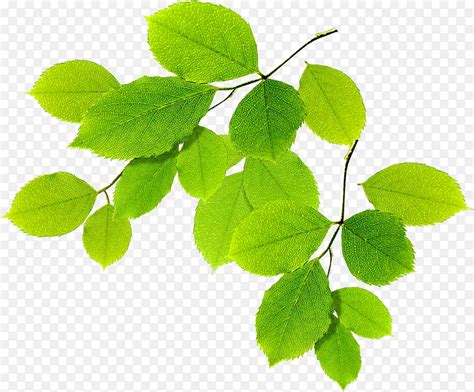 创意高清绿色草本植物PNG图片素材下载 图片编号ymjvjkwr 免抠素材网