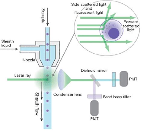 What Is Flow Cytometry