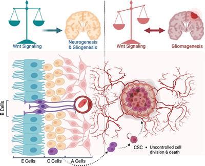 Frontiers WNT Signaling At The Intersection Between Neurogenesis And