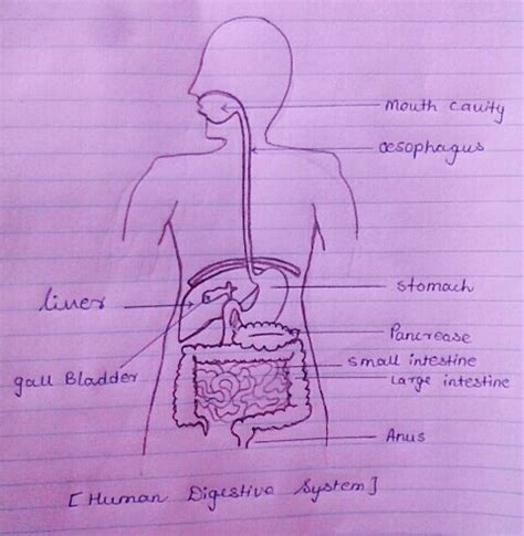 How Can I Draw A Diagram Of Digestive System Easily Science Life