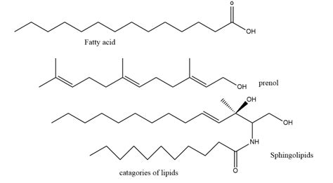 Lipid Definition Classification Examples And 7 Reliable Function