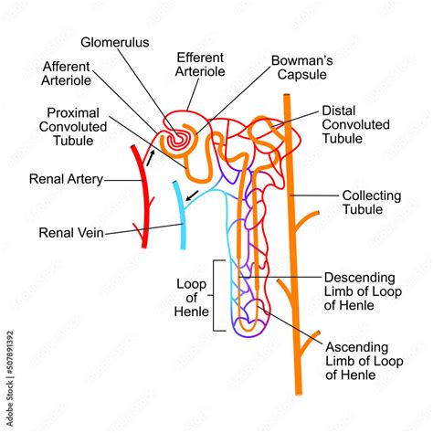 Scientific Designing Of Nephron Structure The Microscopic Structural