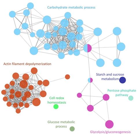 functional analysis network showing the gene ontology terms and kegg download scientific