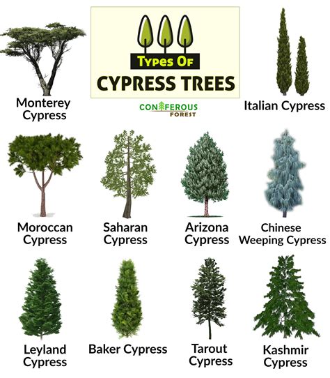 cypress tree facts types identification diseases pictures
