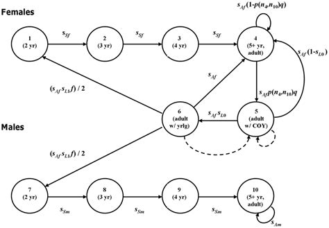 the polar bear life cycle underlying the two sex matrix projection download scientific diagram