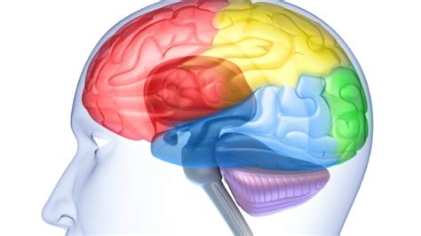 Structure And Function The Frontal Lobe