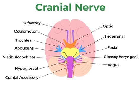 Cranial Nerves Function Anatomy And Location
