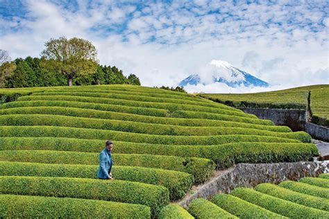The Ultimate Shizuoka Travel Guide