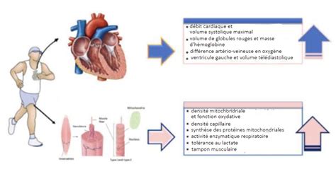 Effets de lentraînement en résistance et de lentraînement par