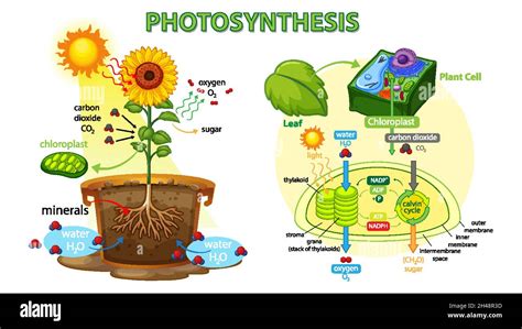 Diagram Showing Process Of Photosynthesis In Plant Illustration Stock