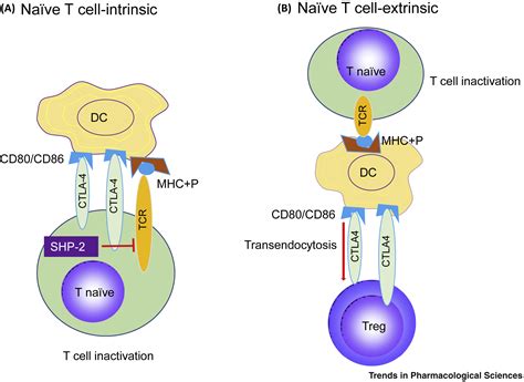 Preserving The CTLA 4 Checkpoint For Safer And More Effective Cancer