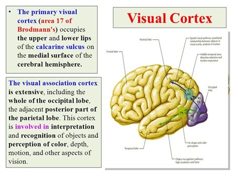 visual cortex the primary visual cortex area 17 of brodmann s occupies the upper and visual