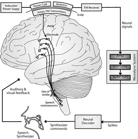 schematic of the continuous neural decoder for speech synthesis neural download scientific