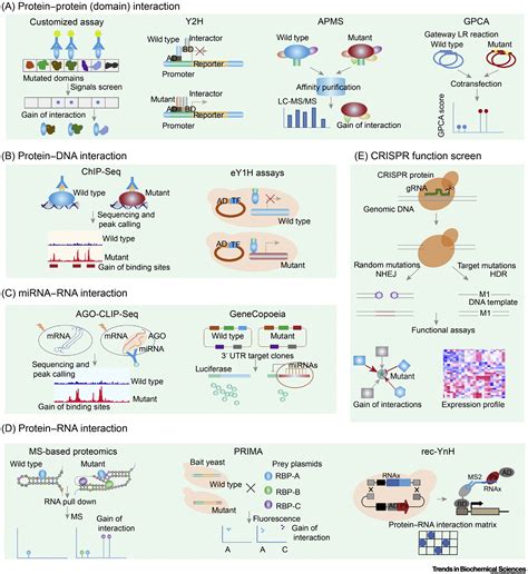 Gain Of Function Mutations An Emerging Advantage For Cancer Biology