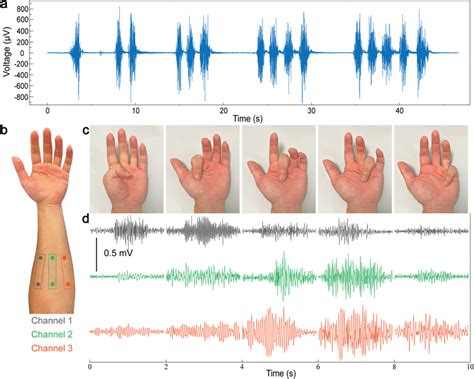 emg recordings and gesture recognition with bcems a emg signals download scientific diagram