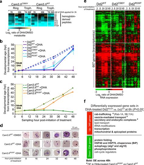 Short Term DHA Exposure Results In A Decrease Of Hemoglobin Derived