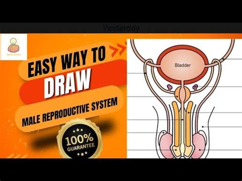 Easy Way To Draw Male Reproductive System Tutorials 9th And 10th