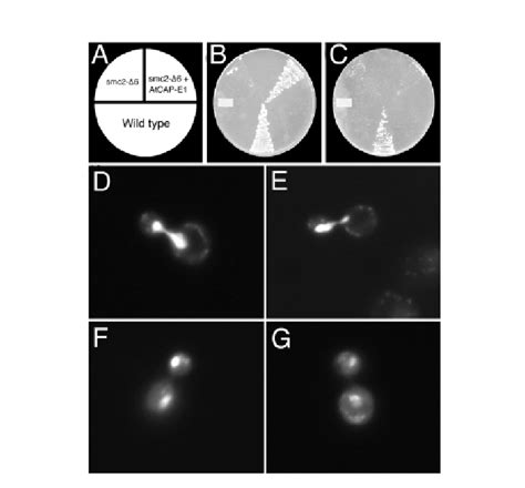 functional complementation of the yeast smc2 6 temperature sensitive download scientific