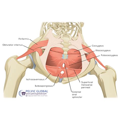 5 Pelvic Floor Exercises To Strengthen Your Core