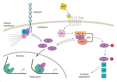 The Wnt Signalling Cascade The Signalling Pathway Is Activated By The
