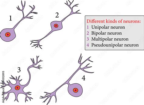 Kinds Of Neurons Unipolar Neuron Bipolar Neuron Multipolar Neuron
