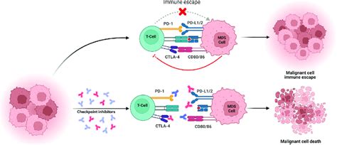 Mechanisms Of Action Of Immune Checkpoints The Expression Of Checkpoint