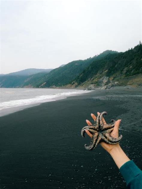 Starfish On Tumblr