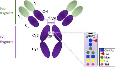 Schematic Of IgG Domain Structure And Glycosylation IgG Is Assembled