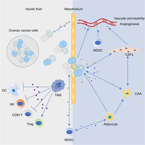 Frontiers Immunotherapy For Ovarian Cancer Adjuvant Combination