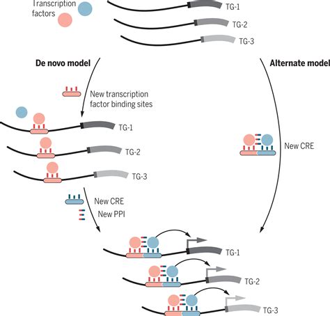 a copy and paste gene regulatory network science